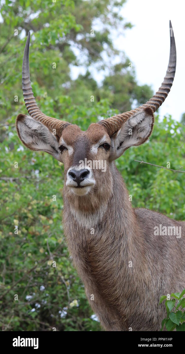Big male waterbuck standing hi-res stock photography and images - Alamy