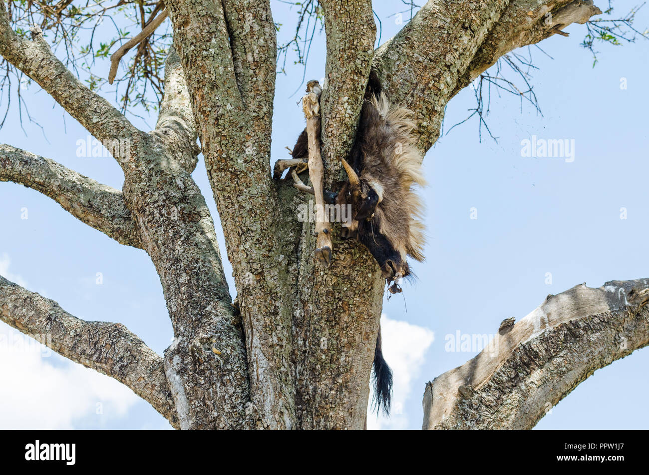 Wildlife carcass hi-res stock photography and images - Alamy