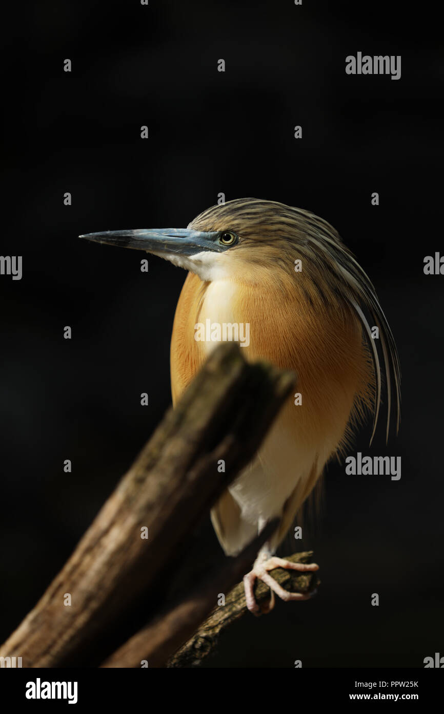 Chunky bird hi-res stock photography and images - Alamy
