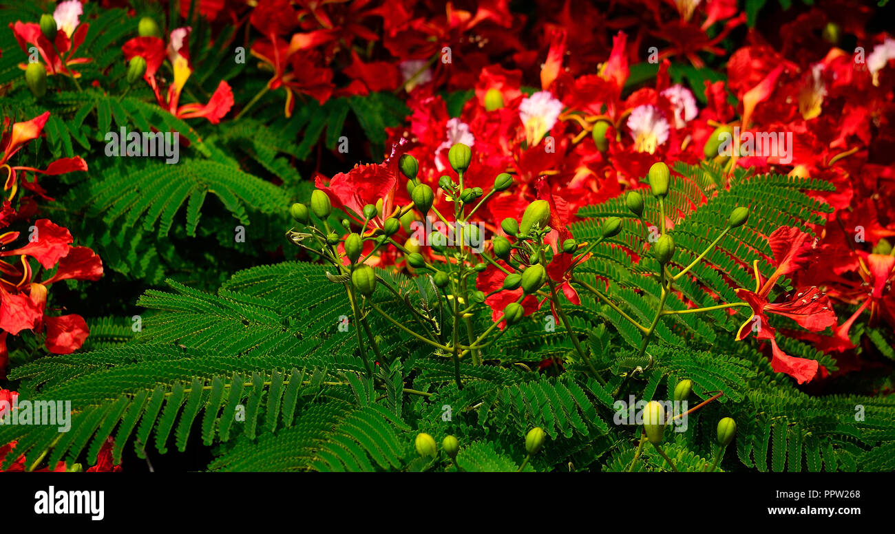 Red flamboyan hi-res stock photography and images - Alamy
