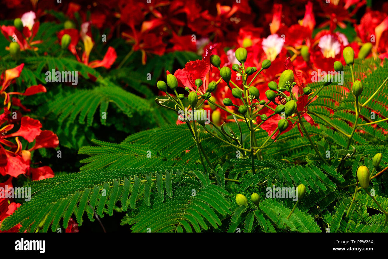 Red flamboyan hi-res stock photography and images - Alamy