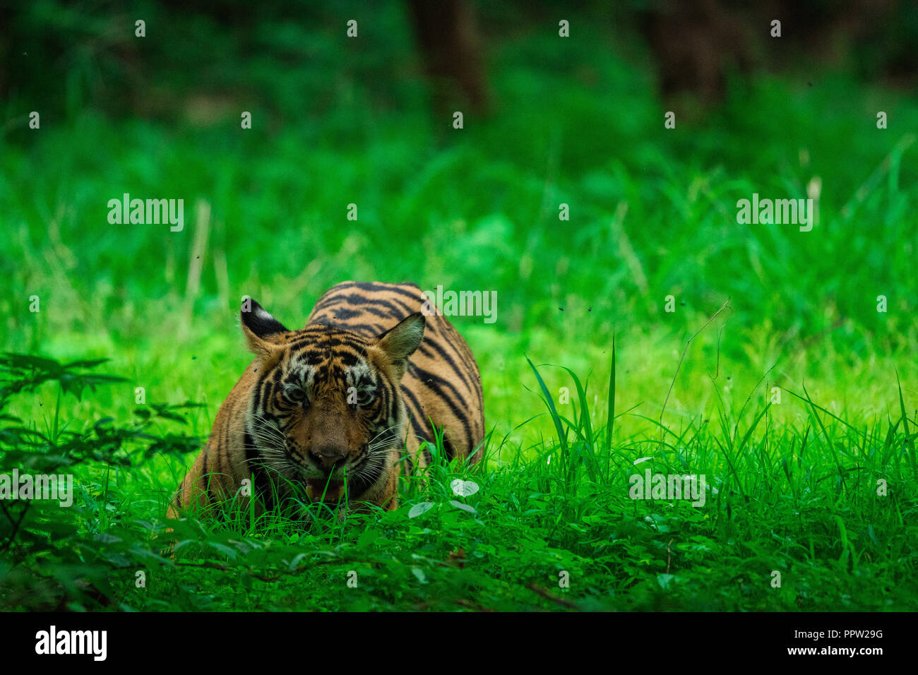 On a beautiful rainy evening in monsoon season two tiger cubs were ...