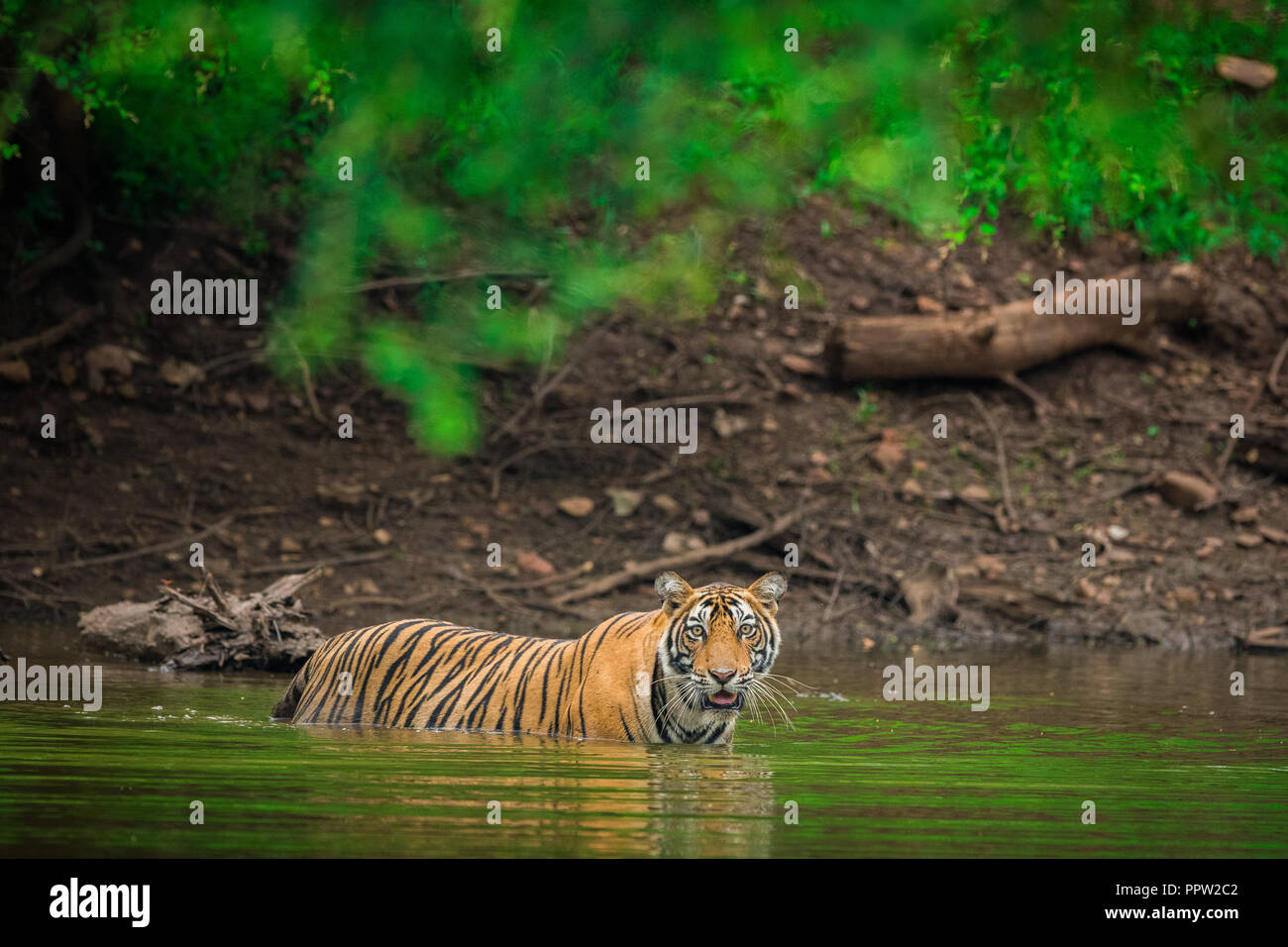 On a beautiful rainy evening in monsoon season two tiger cubs were ...