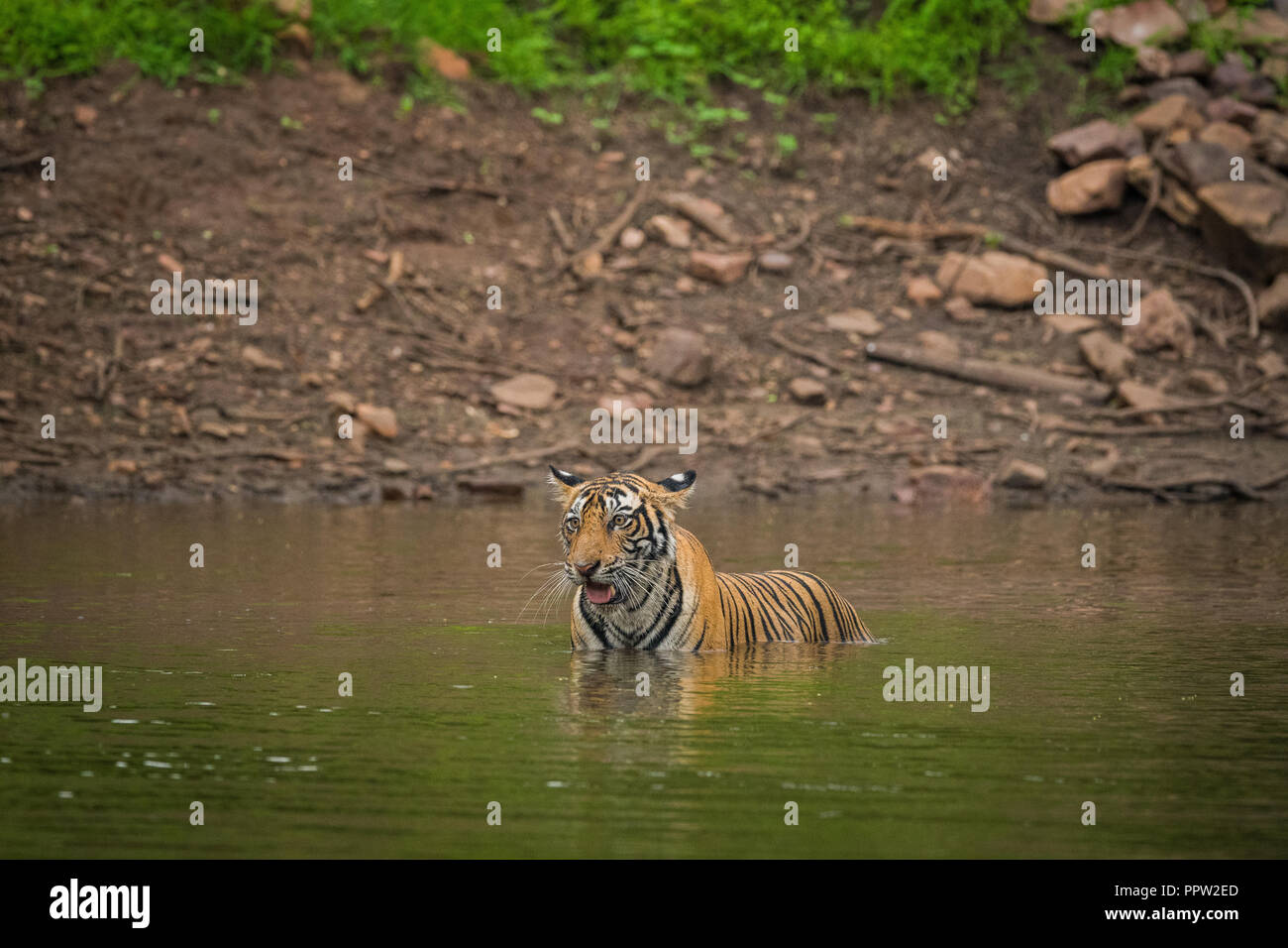 On a beautiful rainy evening in monsoon season two tiger cubs were ...