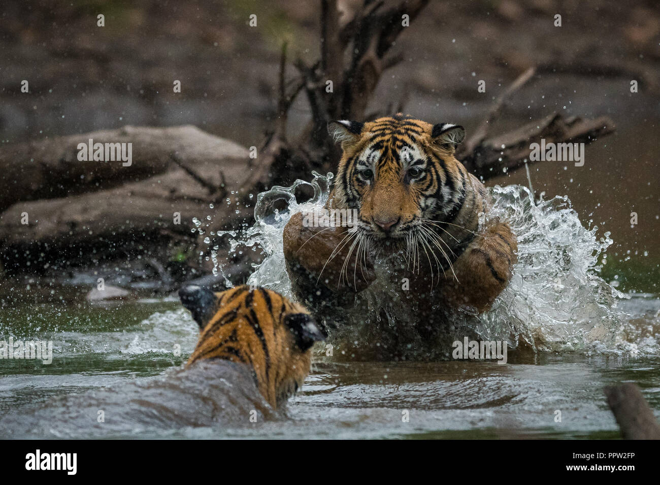 On a beautiful rainy evening in monsoon season two tiger cubs were ...
