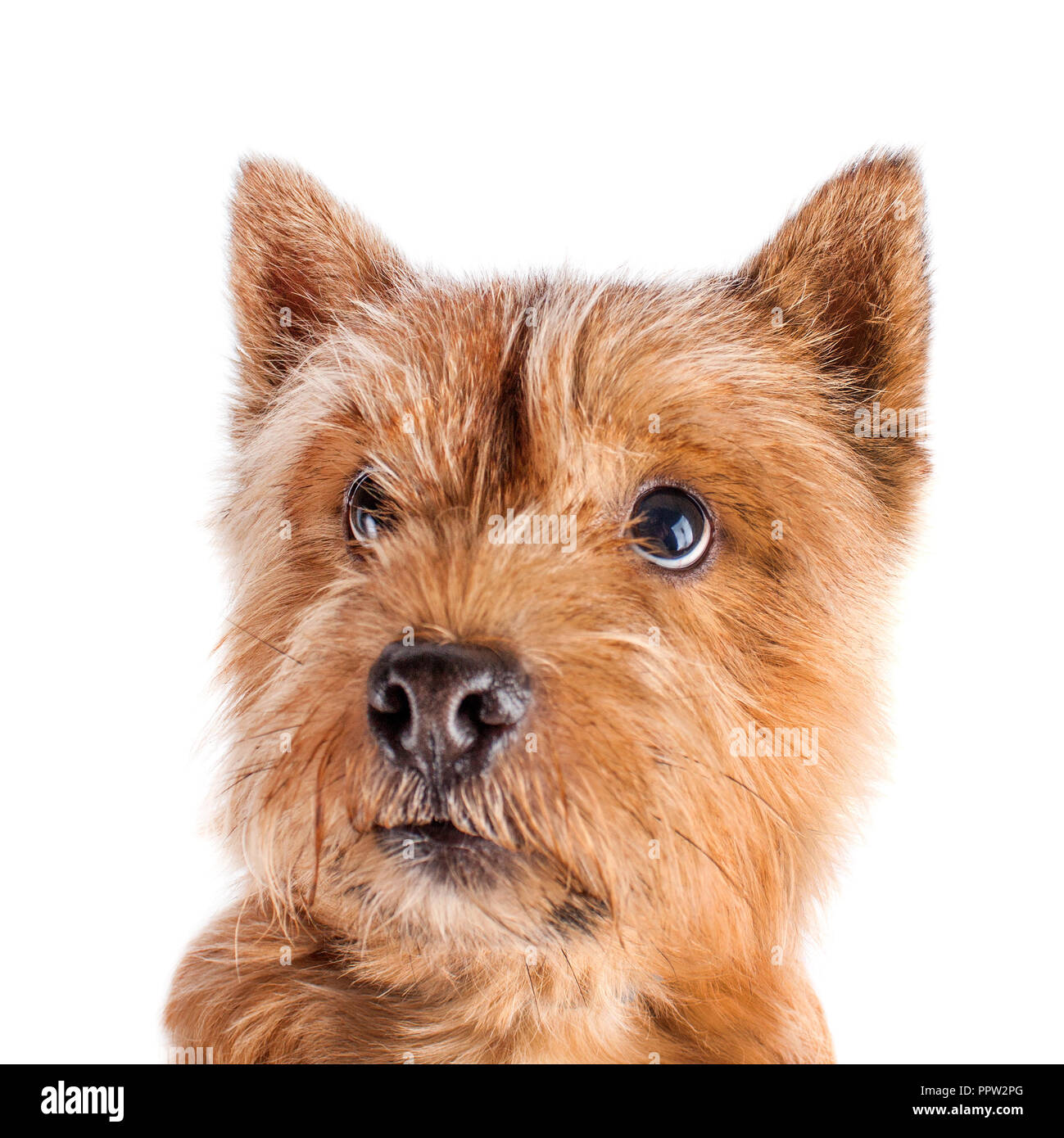 Sad little animal hi-res stock photography and images - Alamy