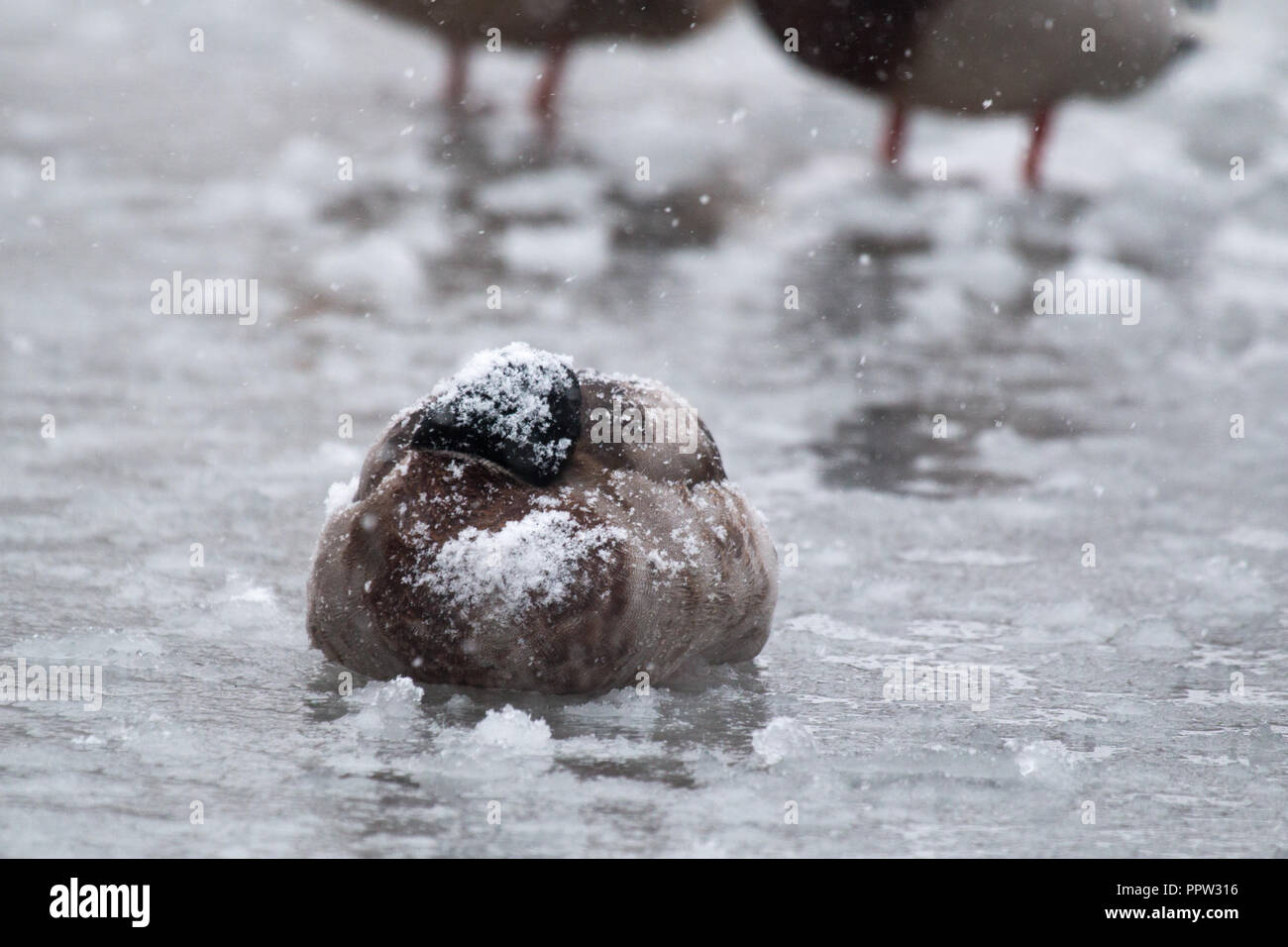 Three mallard ducks hunker down on the ice during the worst blizzards ...