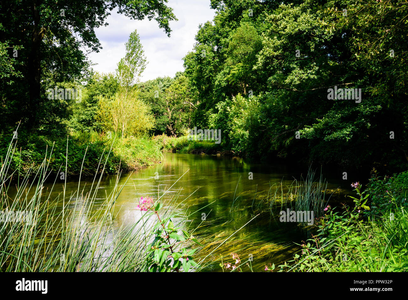 Reeds River Bank Riverbank High Resolution Stock Photography and Images ...