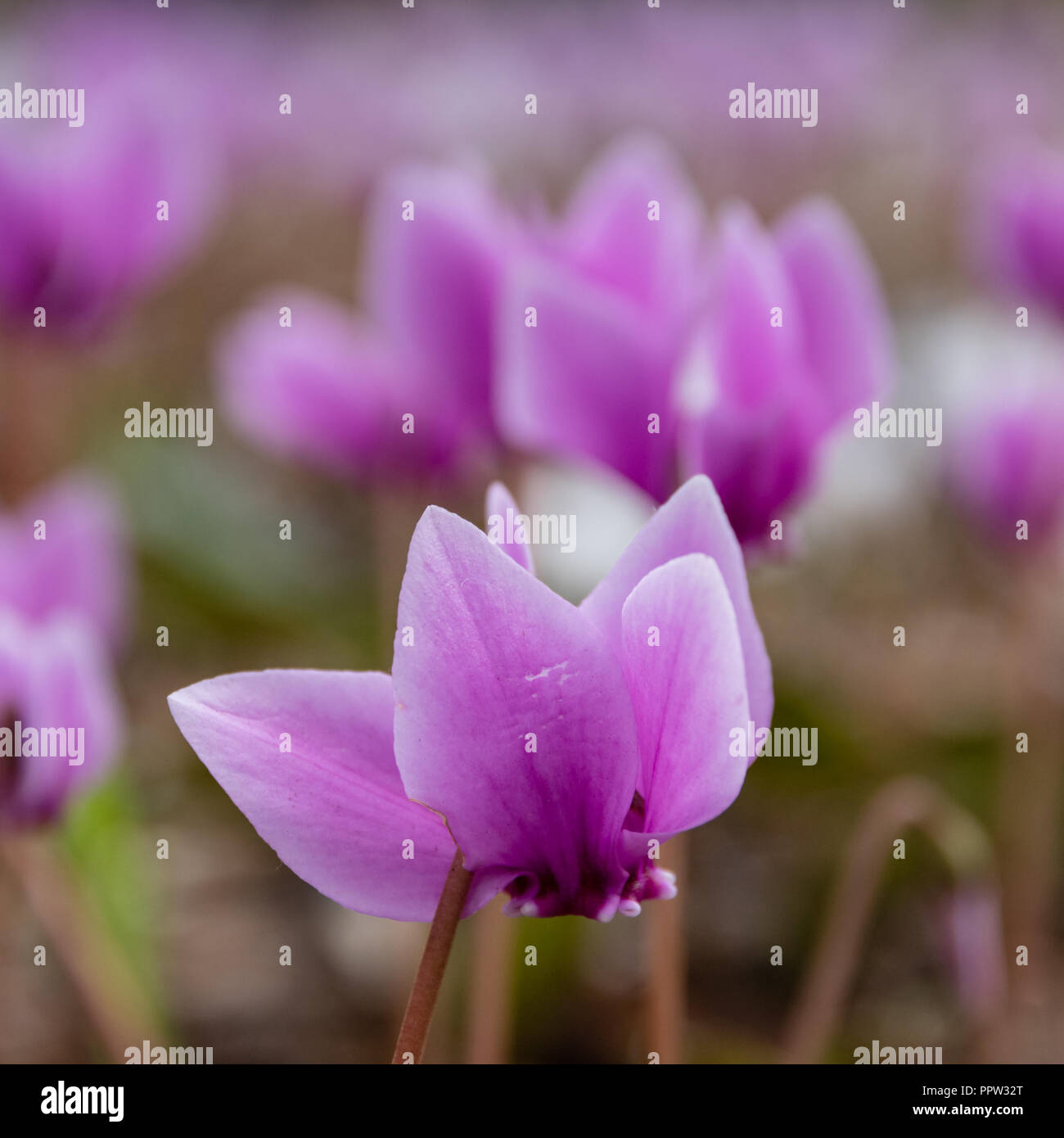 A close up of a Cyclomen flower Stock Photo - Alamy