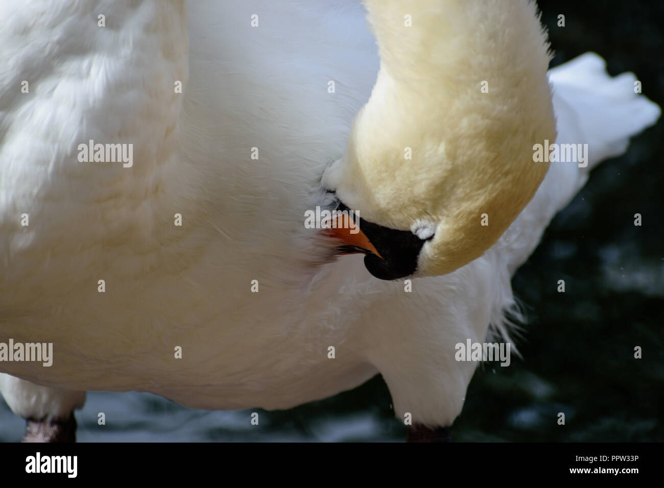 A swan preens itself Stock Photo - Alamy