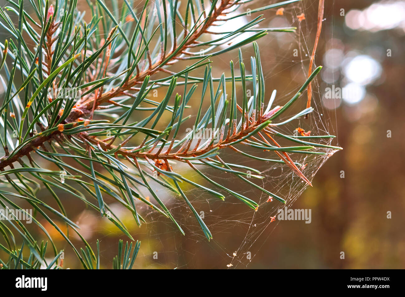 fir-tree branch in a cobweb, a cobweb on trees in September Stock Photo ...