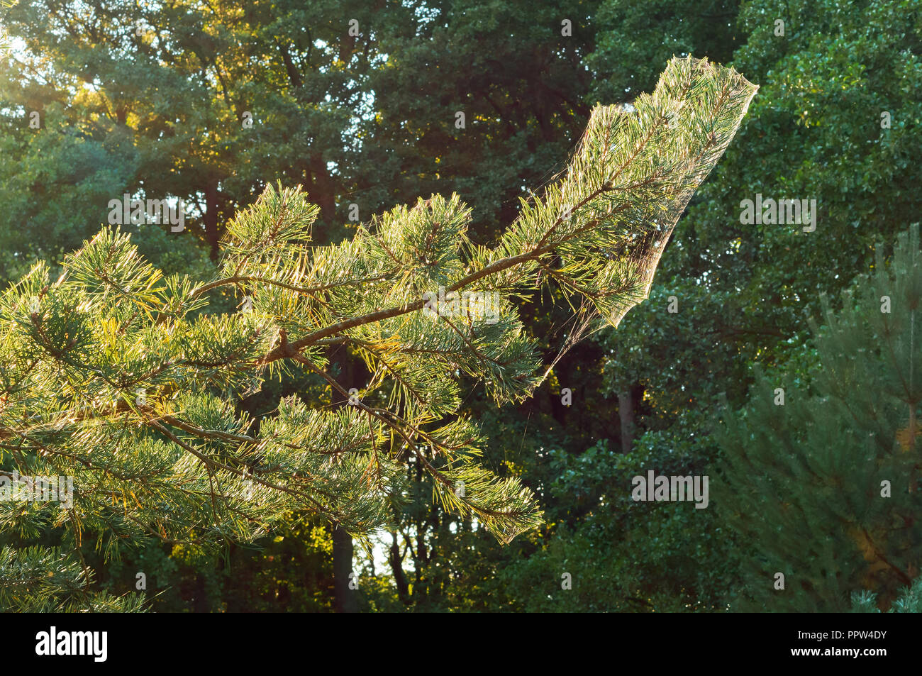 fir-tree branch in a cobweb, a cobweb on trees in September Stock Photo ...