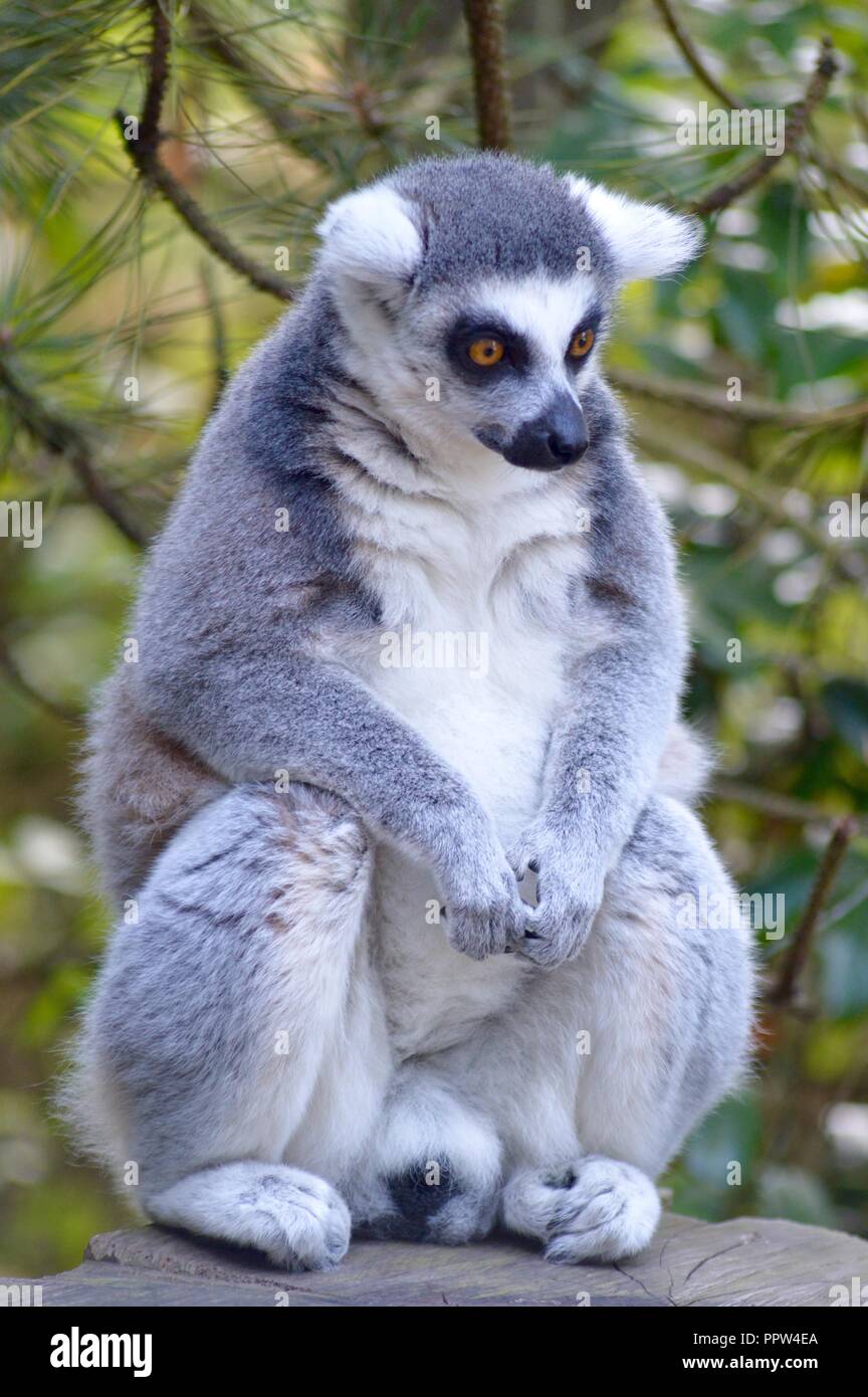 Ring tailed Lemur sitting Stock Photo - Alamy