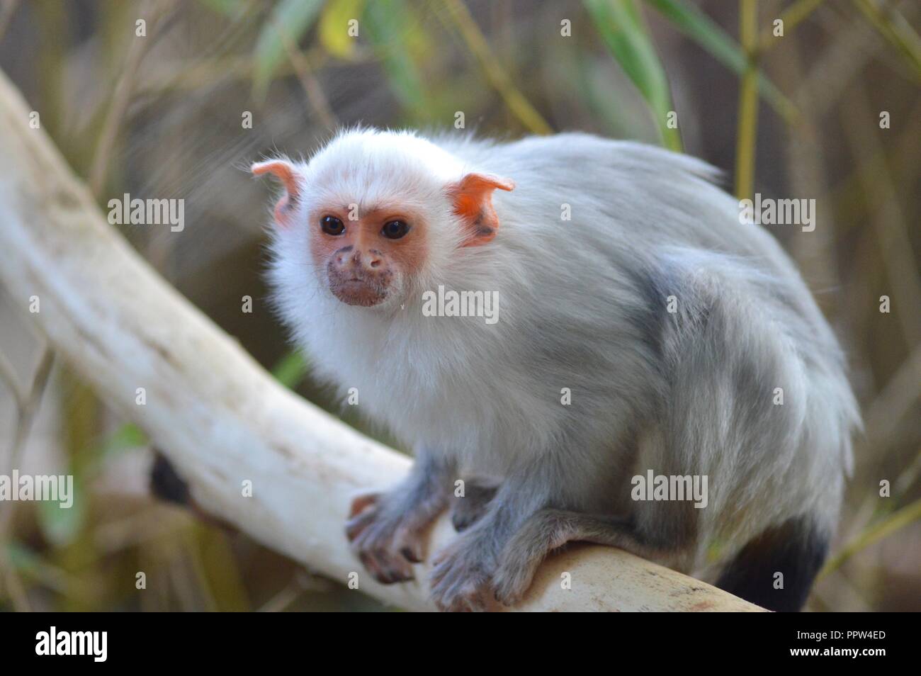 Cute marmoset hi-res stock photography and images - Alamy