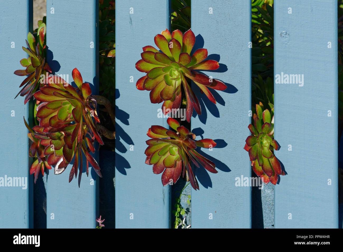 Succulents vertical hi-res stock photography and images - Alamy