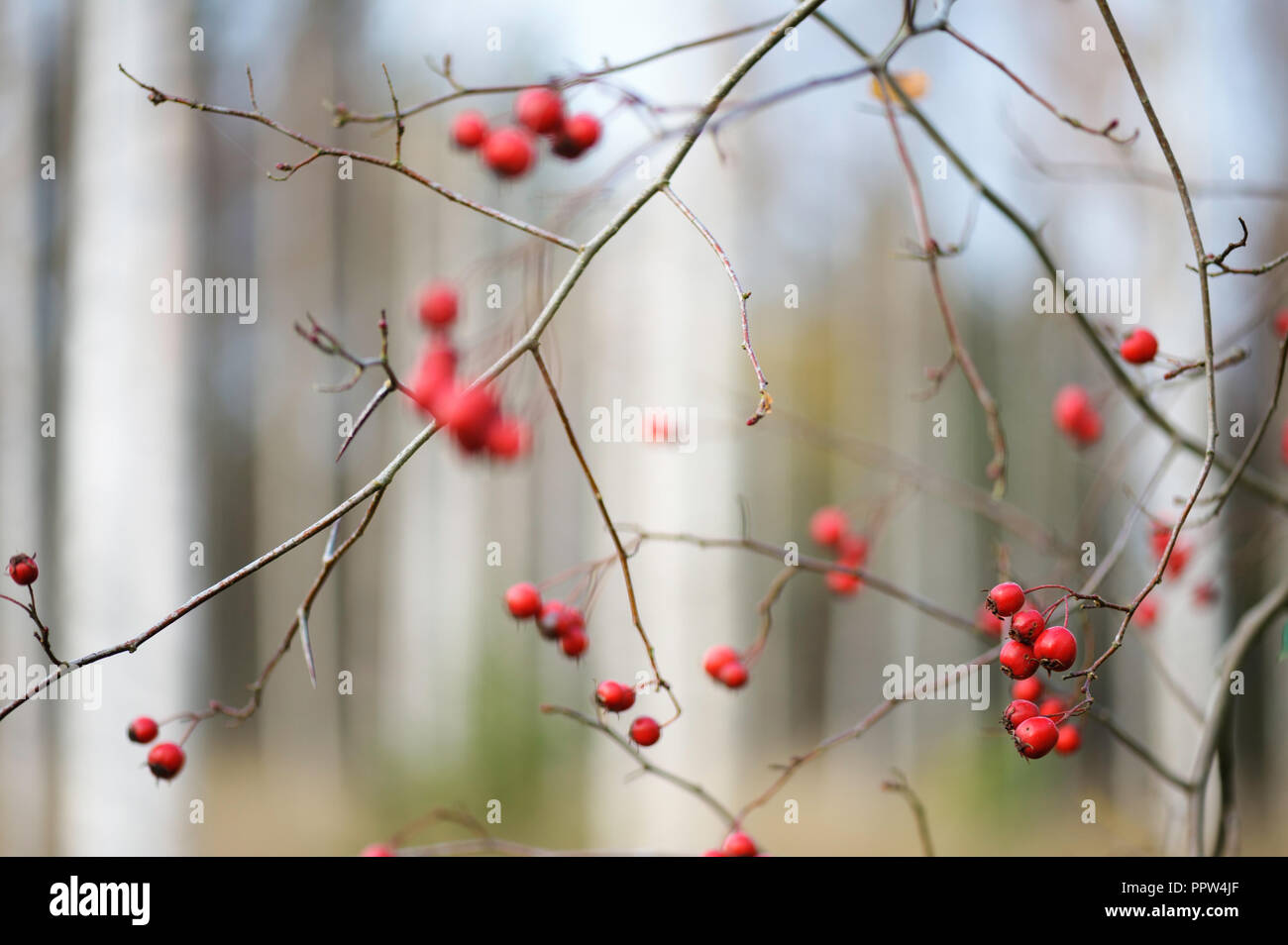 Fall plant red berries hi-res stock photography and images - Alamy