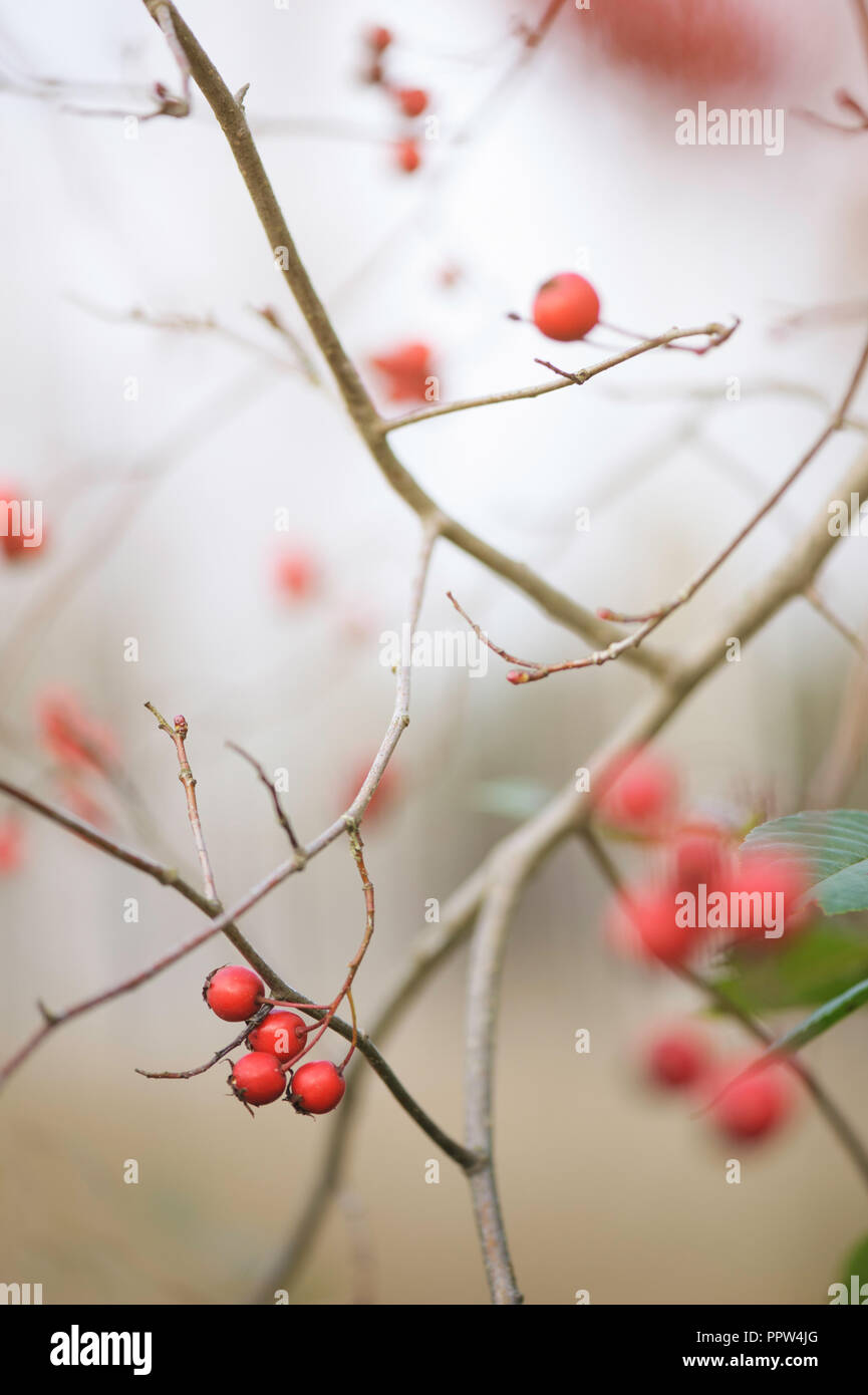 Hawthorn tree berries autumn fall hi-res stock photography and images ...