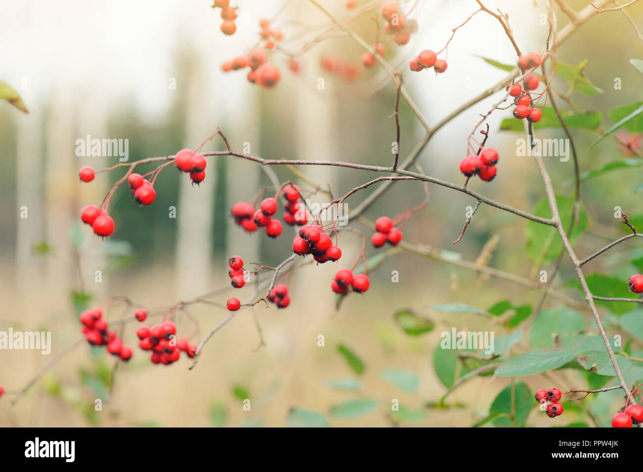 Hawthorn berry fruit tree hi-res stock photography and images - Alamy