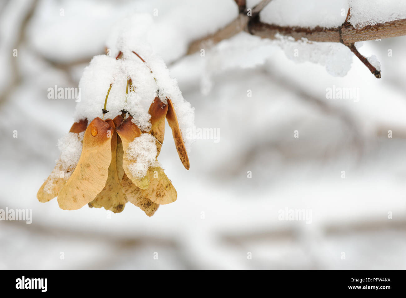 Maple keys covered with white snow Stock Photo - Alamy