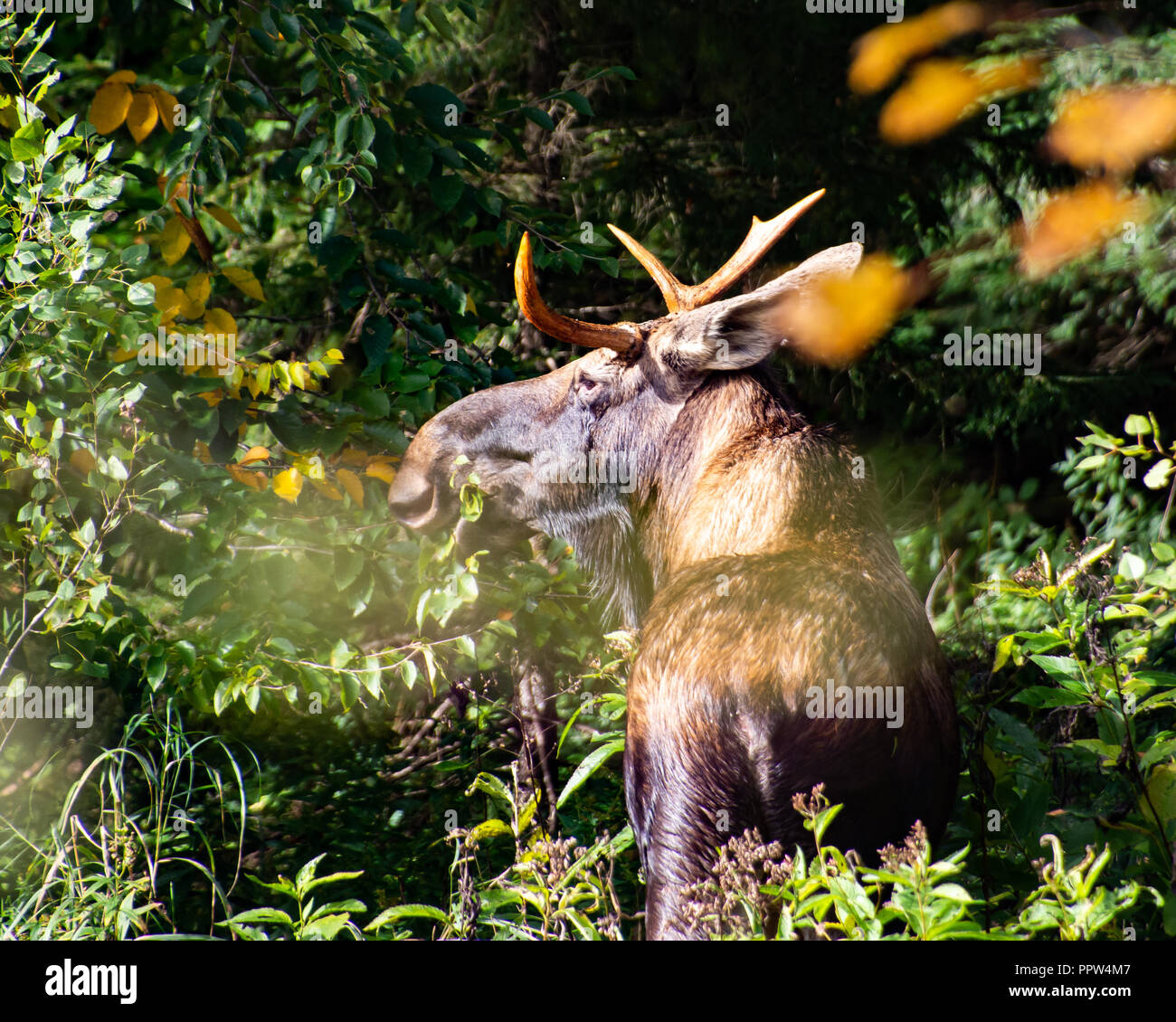 Young bull moose hi-res stock photography and images - Alamy