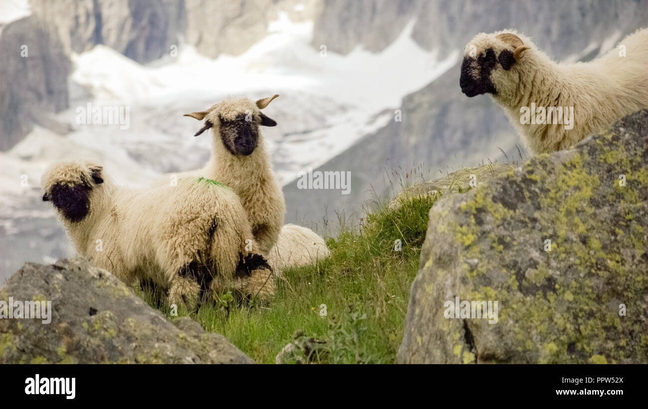 Swiss valais blacknose sheep breed hi-res stock photography and images ...