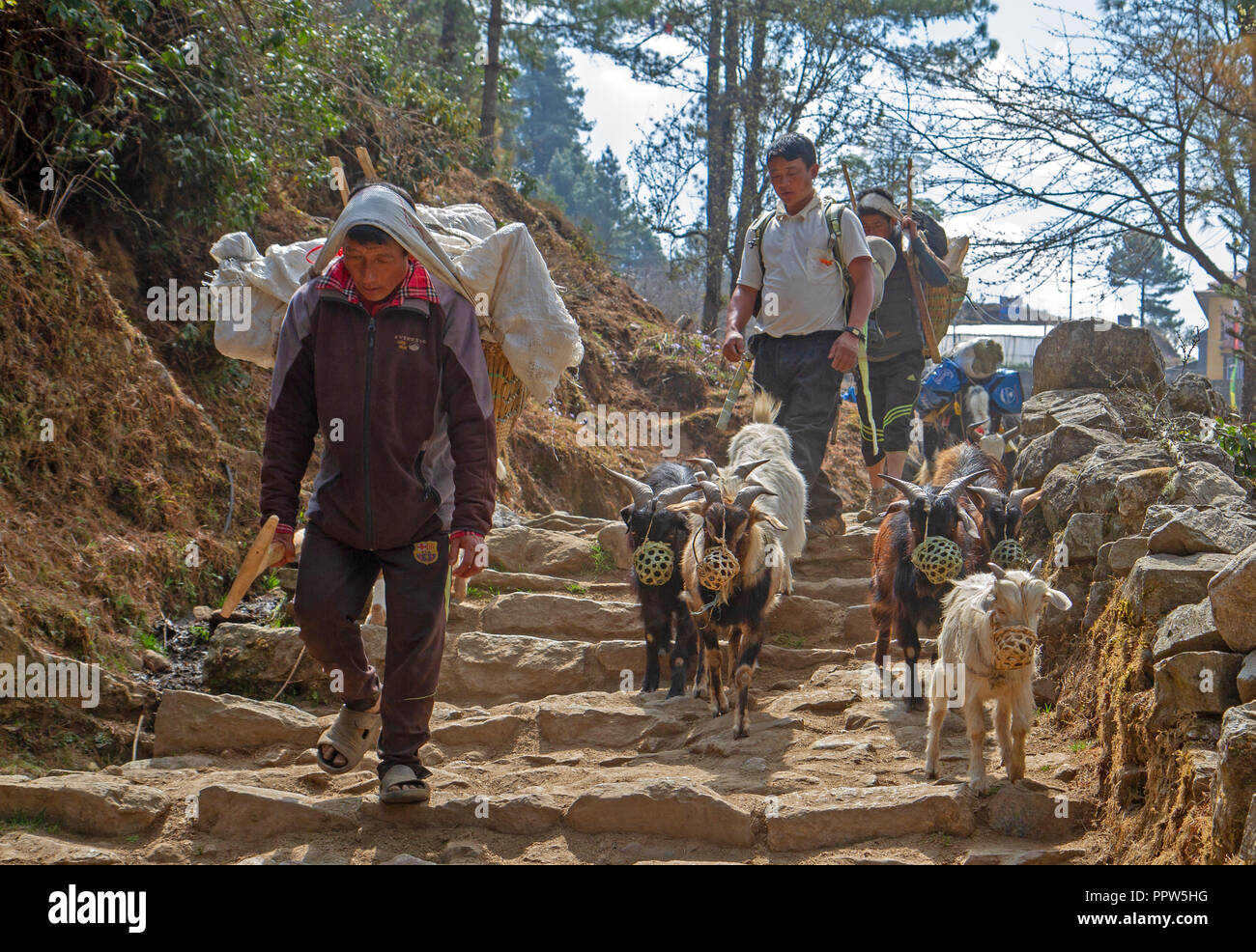 Porters and goats on the trail to Everest Base Camp Stock Photo - Alamy