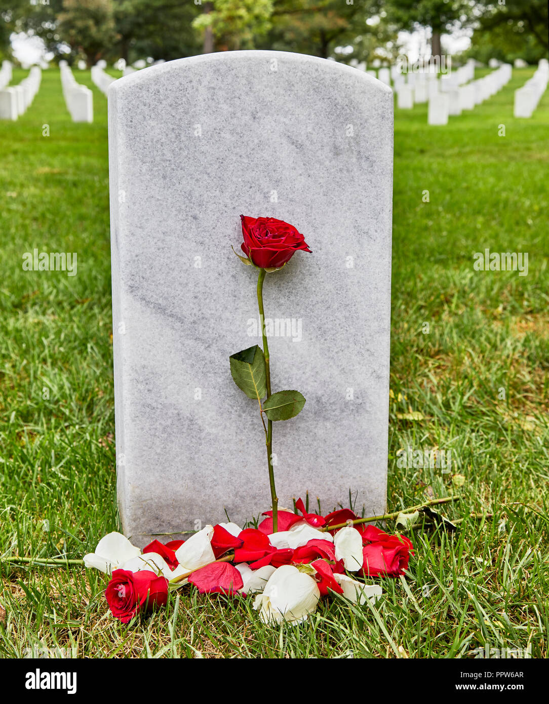 A blank headstone in a cemetery with rose on the top of the headstone ...