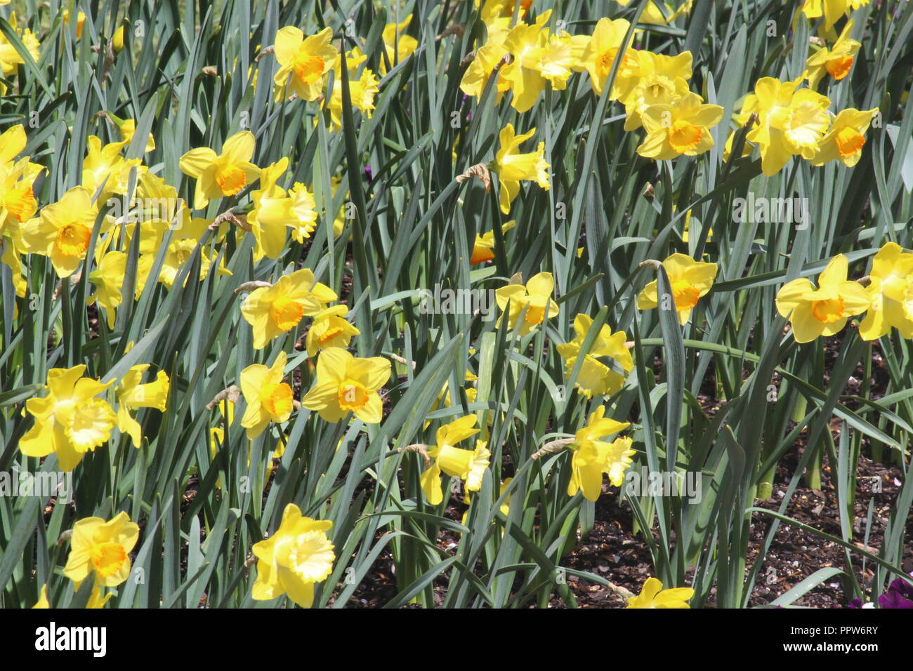 Daffodils flowering on sunny day during spring in Tulip Top Gardens ...