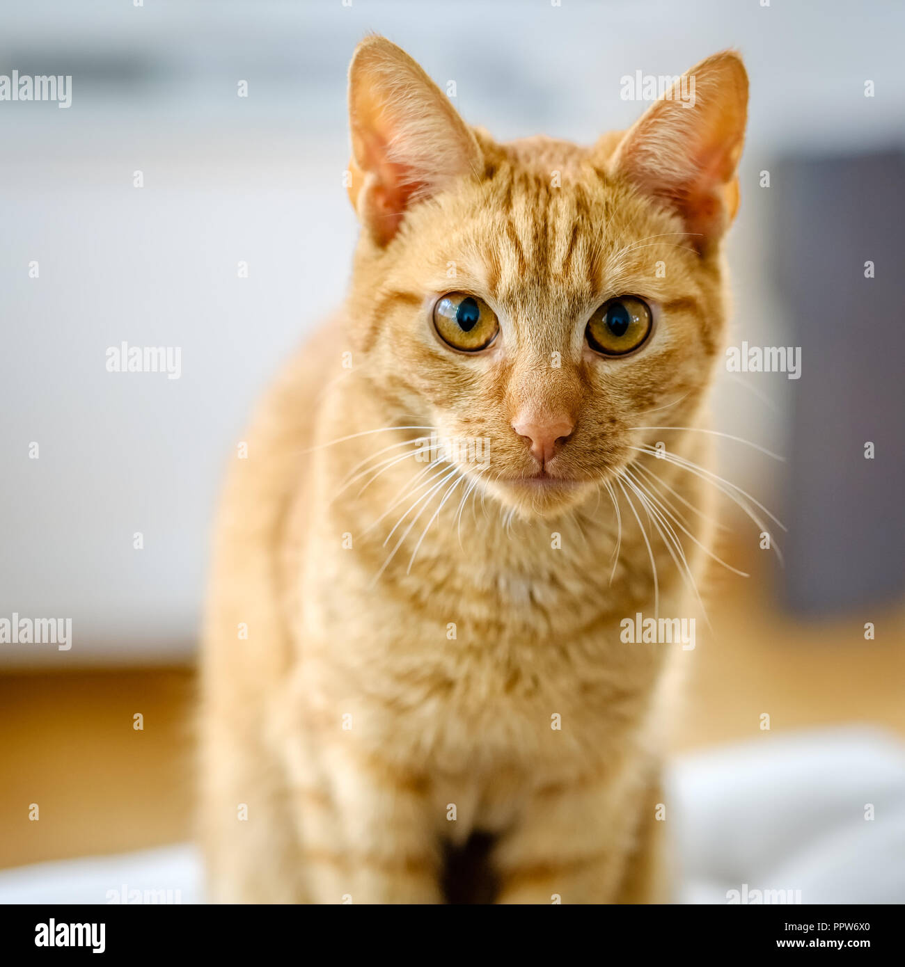 Very pretty orange and red striped cat is looking at the camera. He is ...