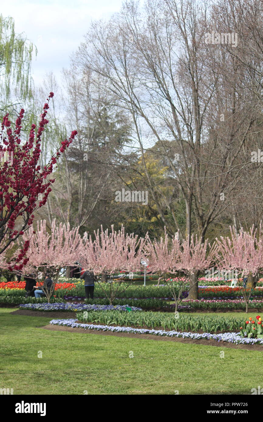 Cherry trees australia hi-res stock photography and images - Alamy