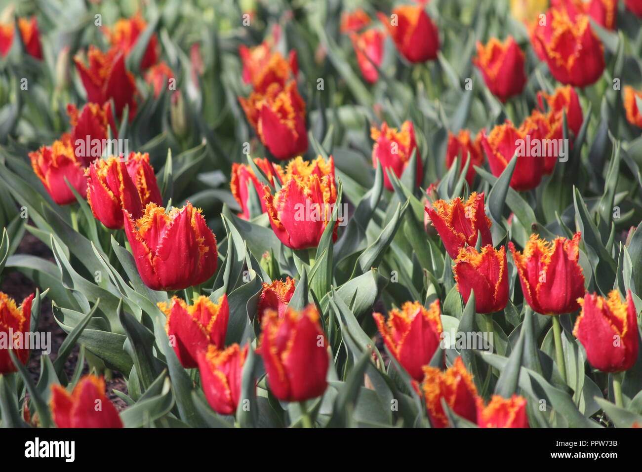 Tulip fire hi-res stock photography and images - Alamy