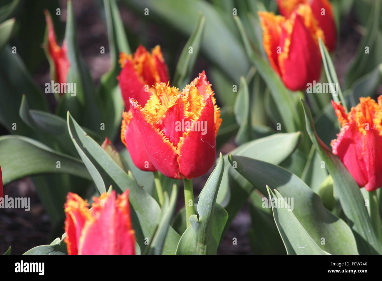 Fire / flame tulips flowering on sunny spring day at Tulip Top Garden ...