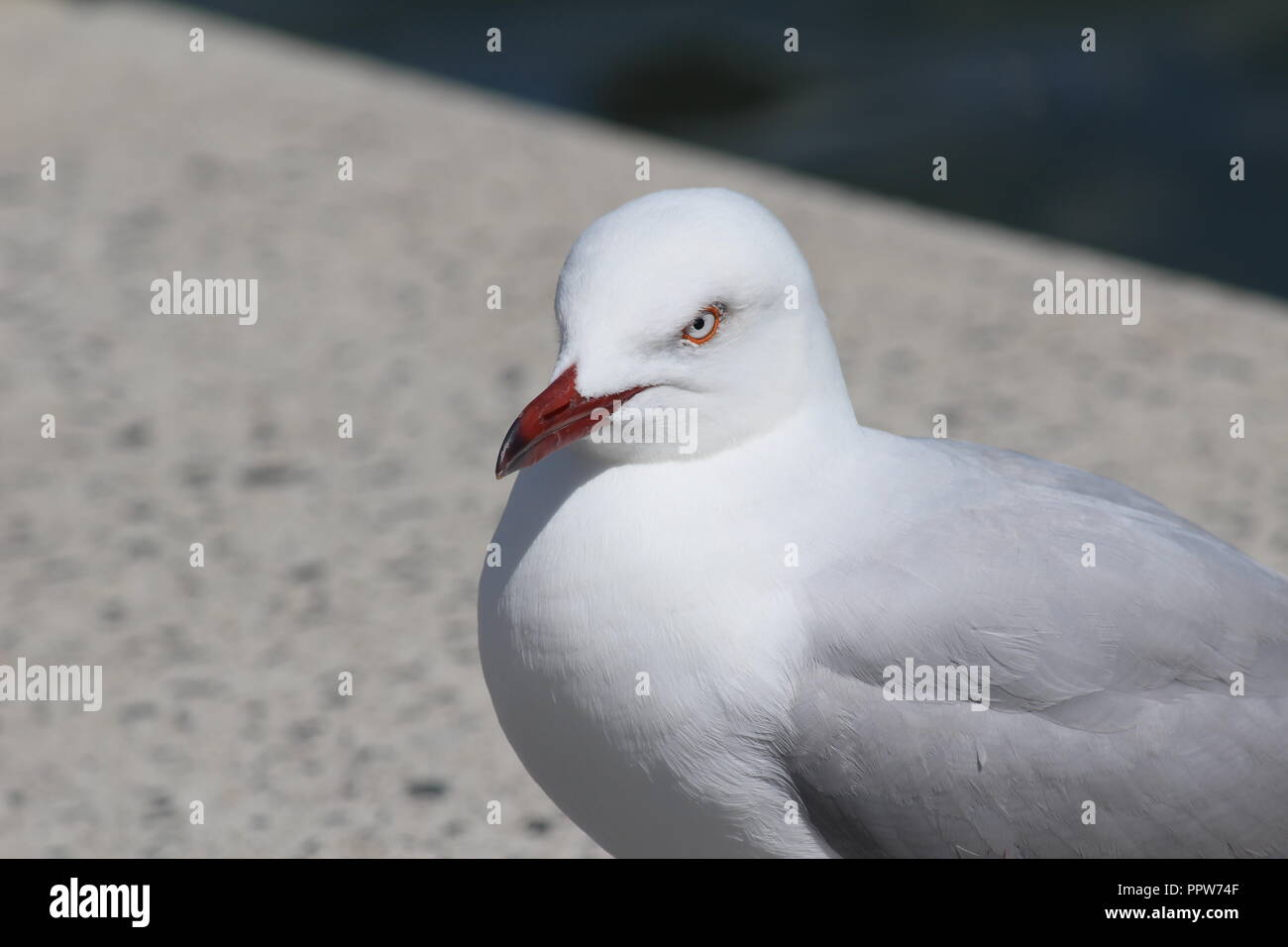 Seagull face hi-res stock photography and images - Alamy