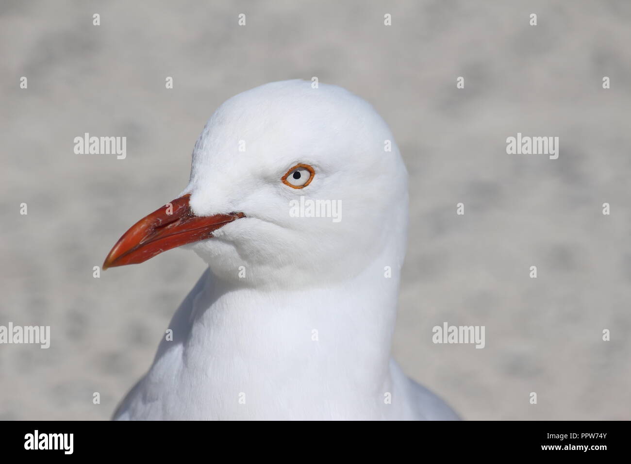 Seagull face hi-res stock photography and images - Alamy