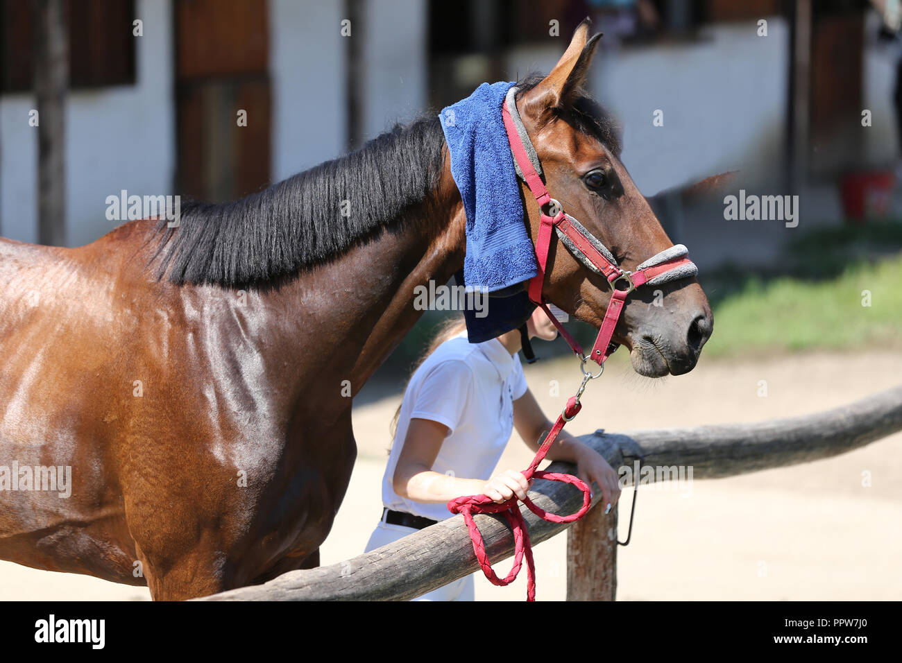 Wet terry cloth cotton towelling on head of a show jumper horse in ta ...