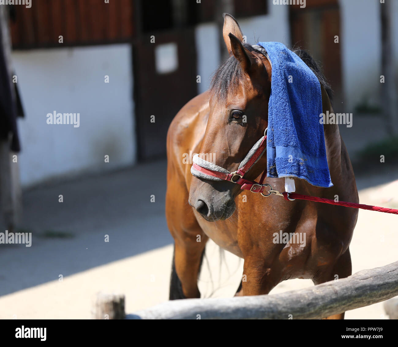 Wet terry cloth cotton towelling on head of a show jumper horse in ta ...
