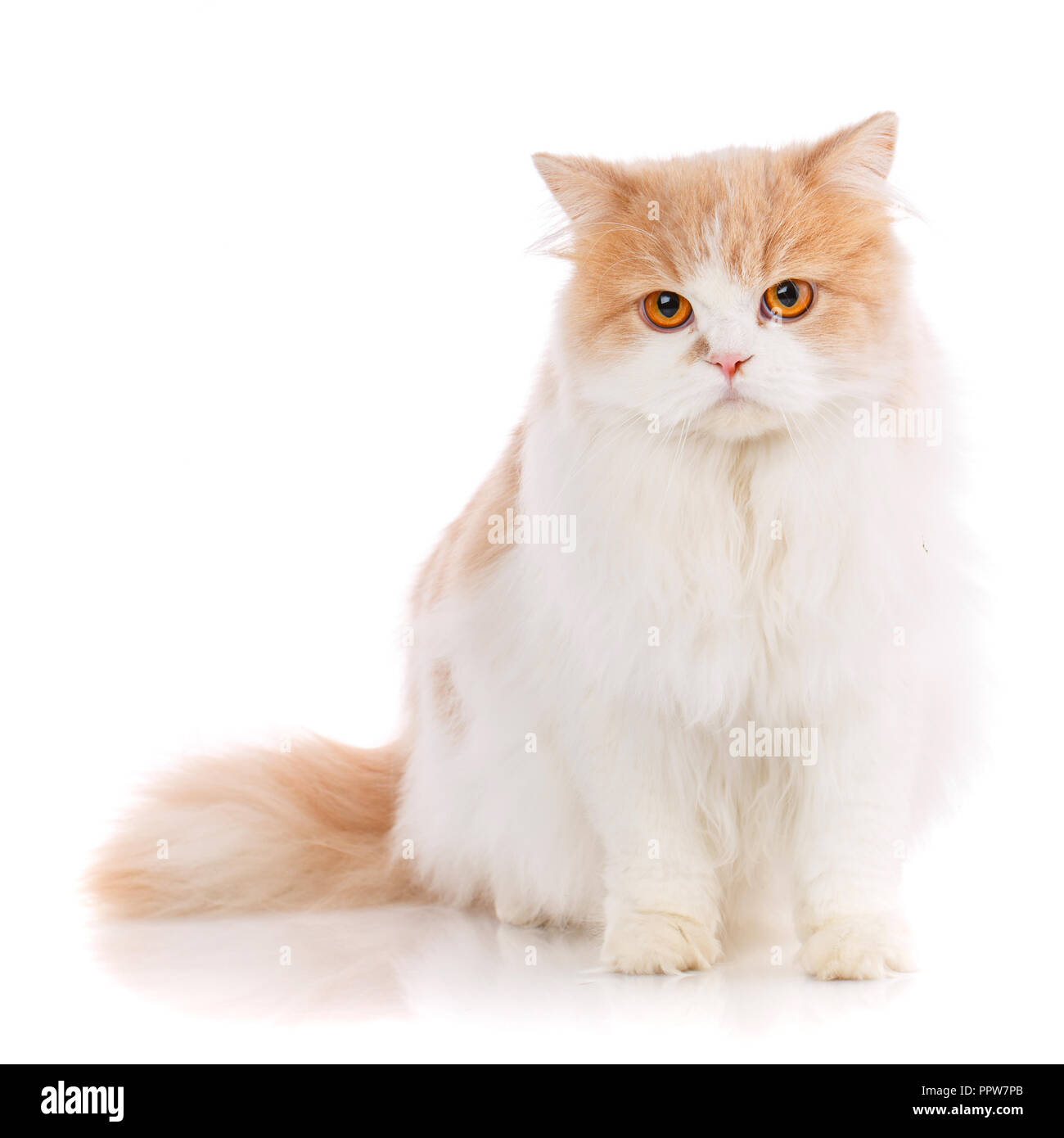 Cute red playful cat. Pets, animals and cats concept - Purebred ...