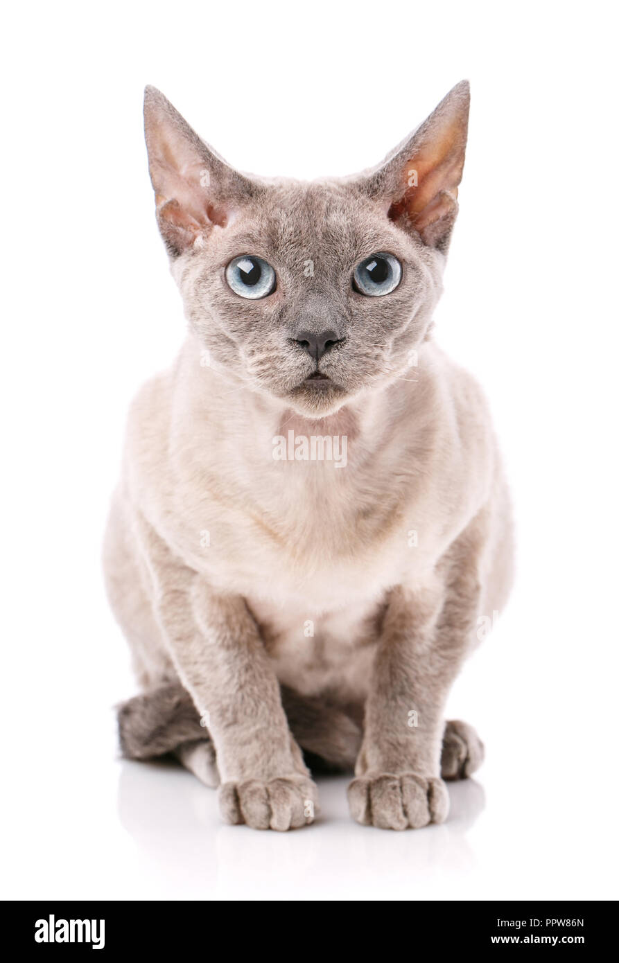 Side view of a Devon rex sitting and staring isolated on white Stock ...