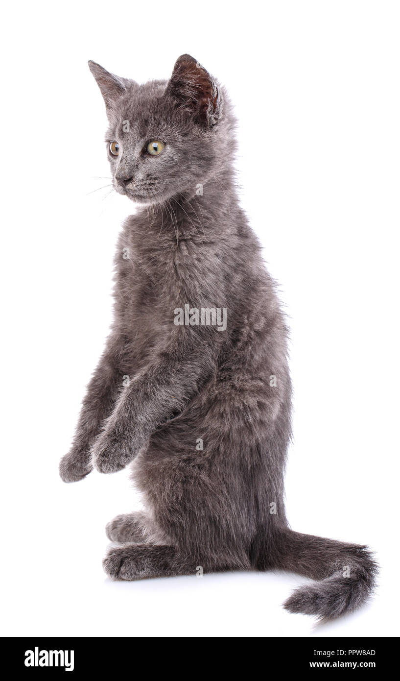Gray kitten standing on the hind legs. Fluffy cat. Isolated on a white ...