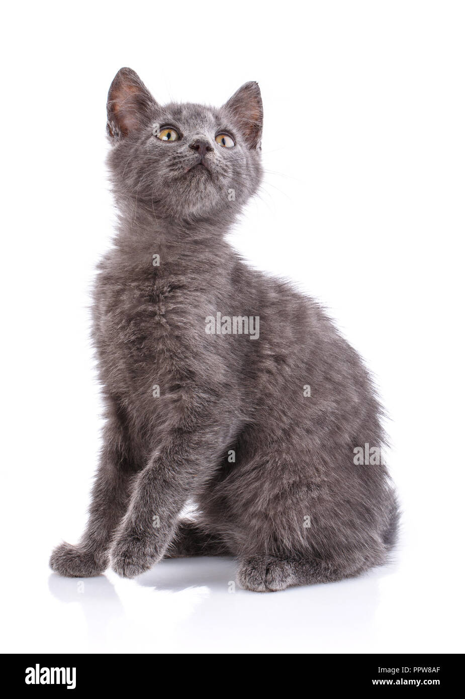 Gray cat sitting sideways, lifting one leg. Playful fluffy kitten ...
