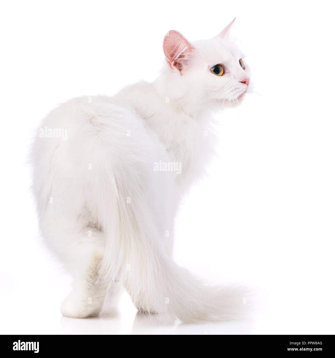 Fluffy white cat. Rear view. Isolated on a white background Stock Photo ...