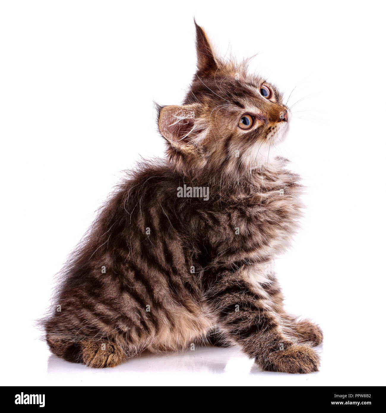 Fluffy cat look uphill by placing the legs forward. A playful kitten ...