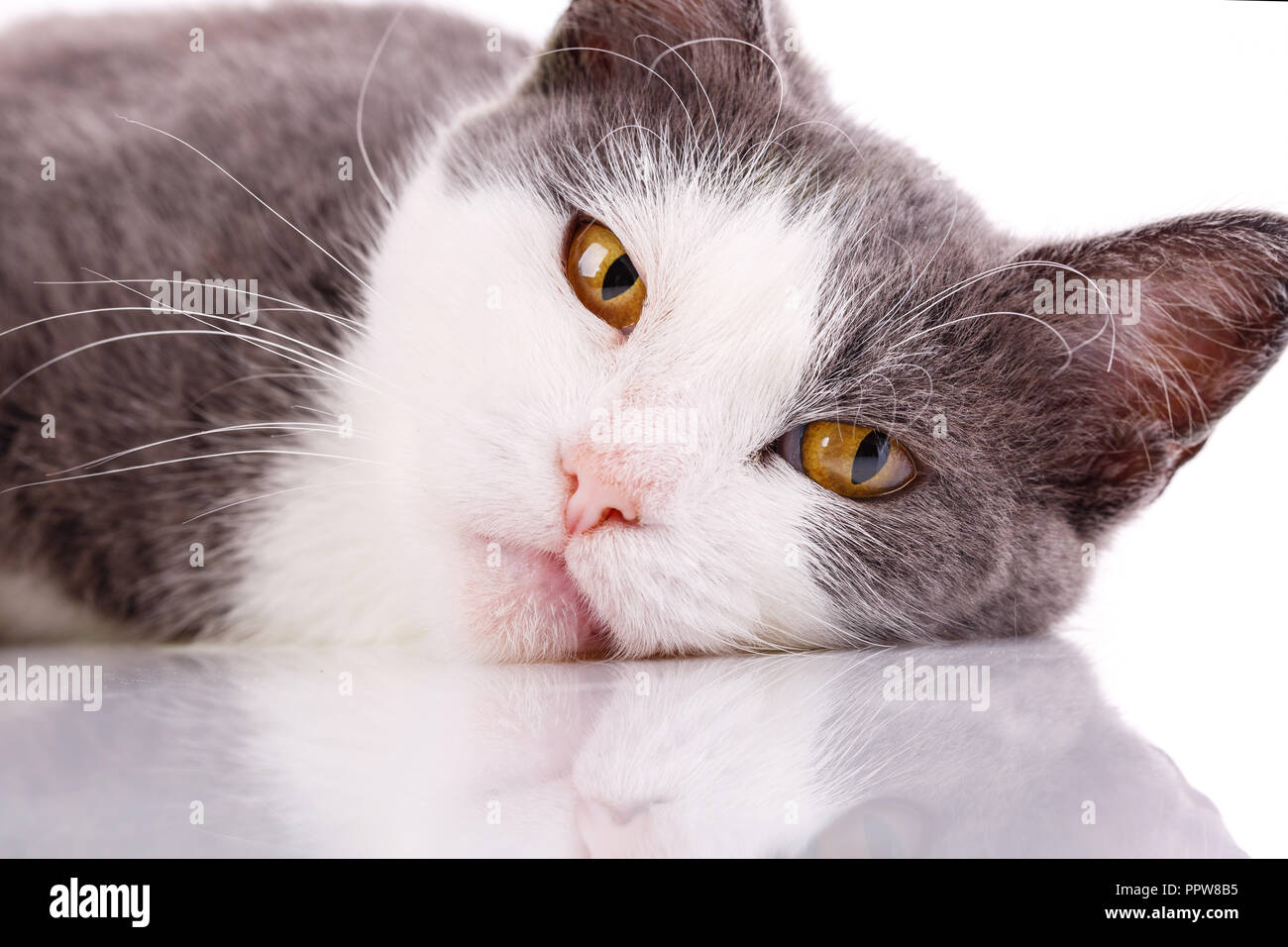 The cat looks at the camera. Cat's face, close-up. Isolated on a white ...