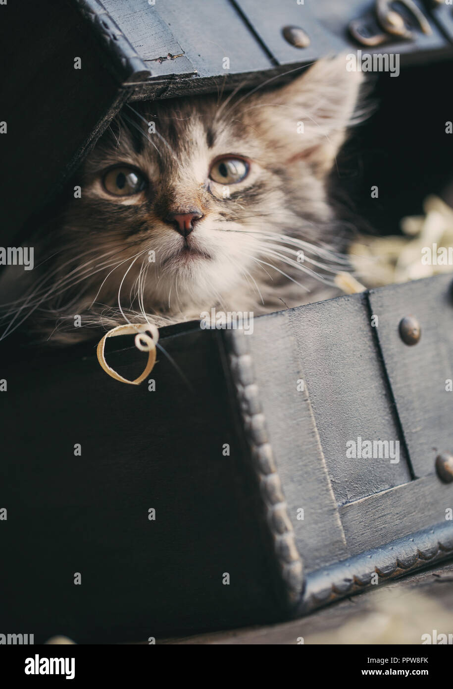 Fluffy chest hi-res stock photography and images - Alamy