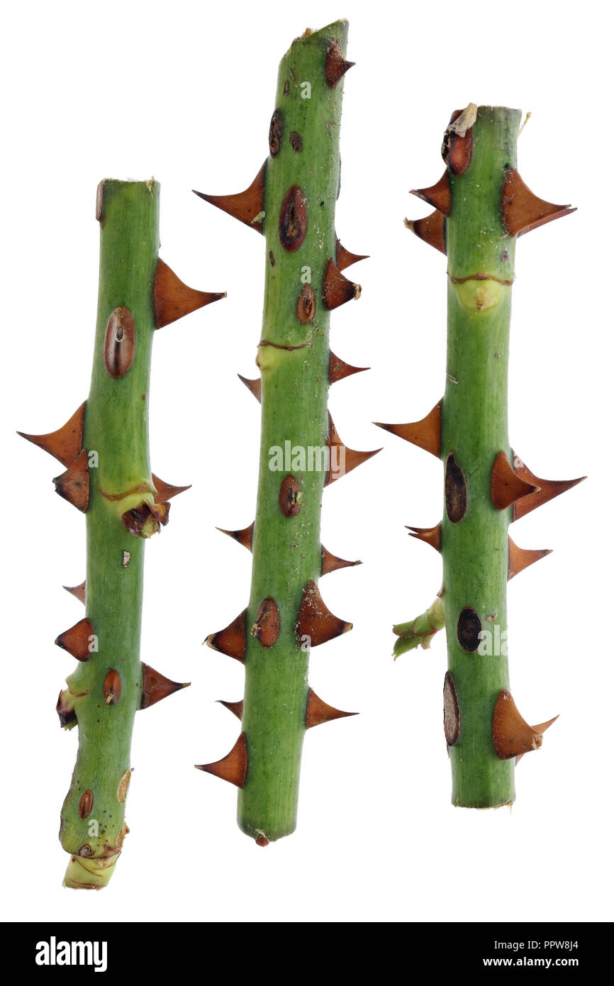 Three twigs real stem of a rose with large sharp spikes. Isolated on ...
