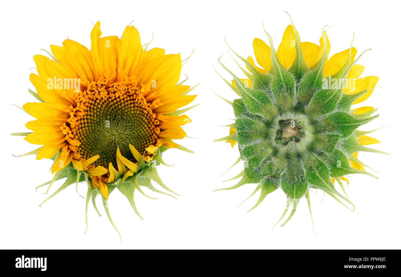 The flower of a sunflower of an irregular strange shape is a top and ...