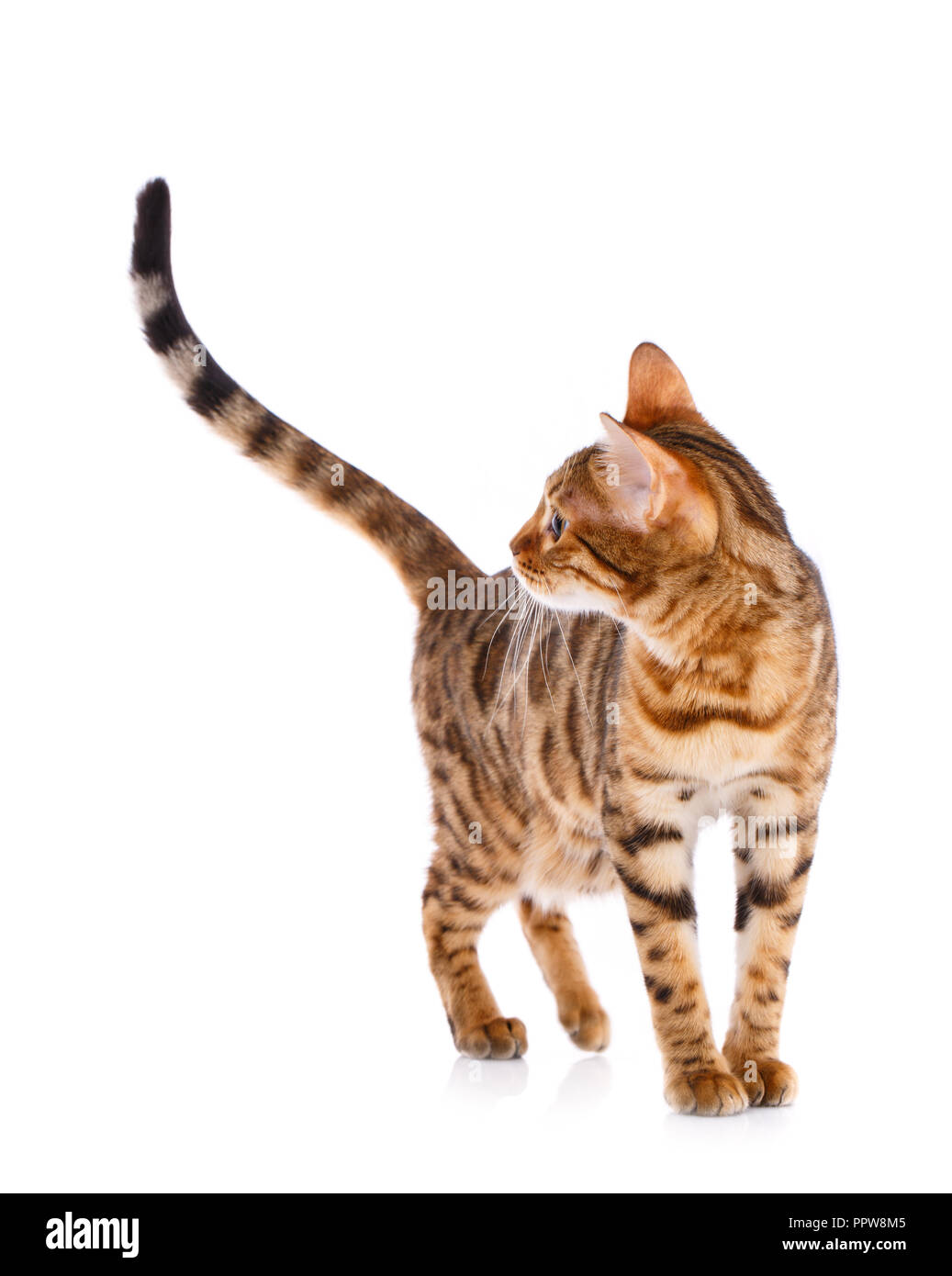 Leopard looking into camera Cut Out Stock Images & Pictures - Alamy