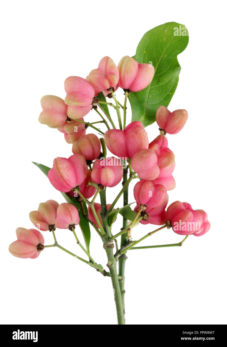 Spindle berry plant Cut Out Stock Images & Pictures - Alamy
