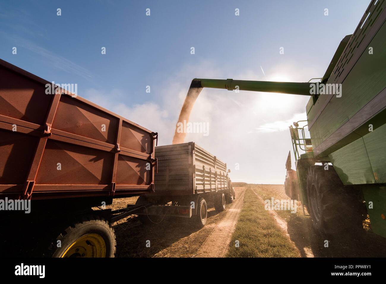 Pouring corn grain into tractor trailer after harvest at field Stock ...