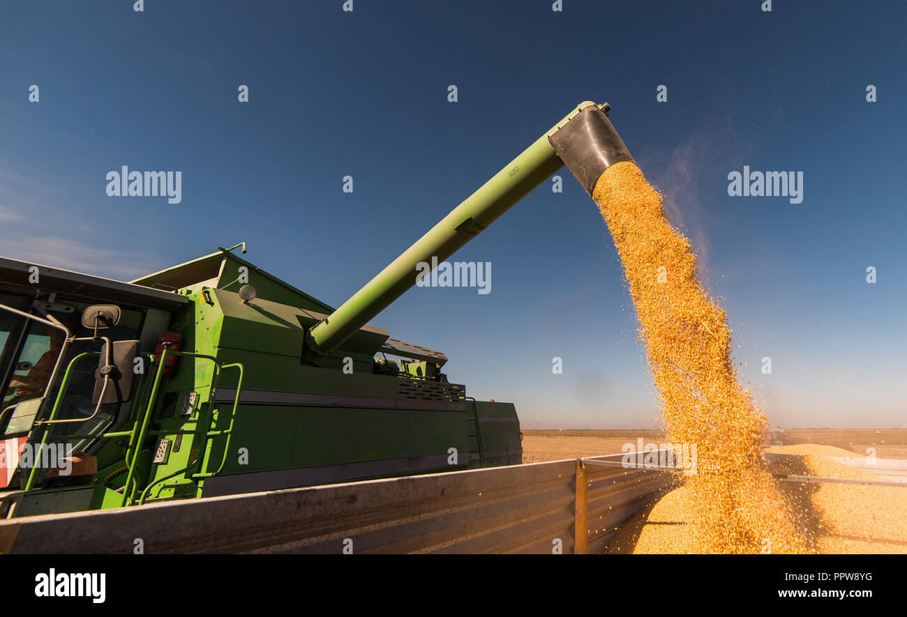 Pouring corn grain into tractor trailer after harvest at field Stock ...